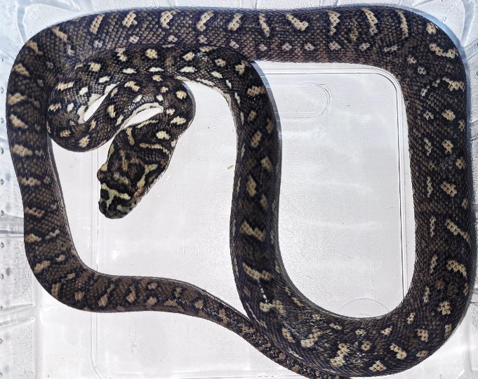 Morelia Spilota Spilota Diamond Carpet Python by Boidenzucht Wolfgang ...