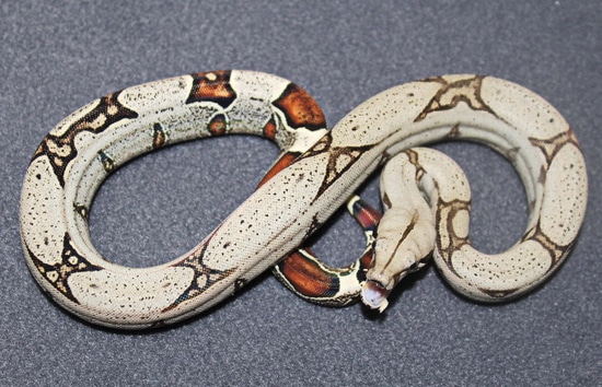 Boa C. Constrictor / Peru-Pucallpa True Red-Tailed Boa Constrictor by ...