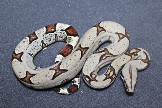 Boa C. Constrictor / Peru-Pucallpa True Red-Tailed Boa Constrictor by ...