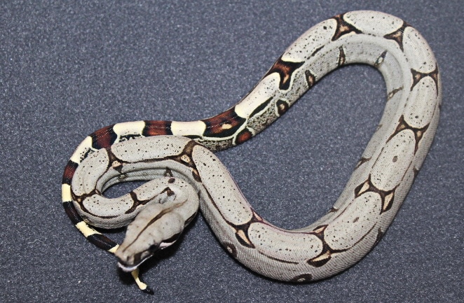 Boa C. Constrictor / Peru-Pucallpa True Red-Tailed Boa Constrictor by ...