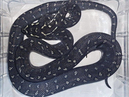 Morelia Spilota Spilota Diamond Carpet Python by Boidenzucht Wolfgang ...