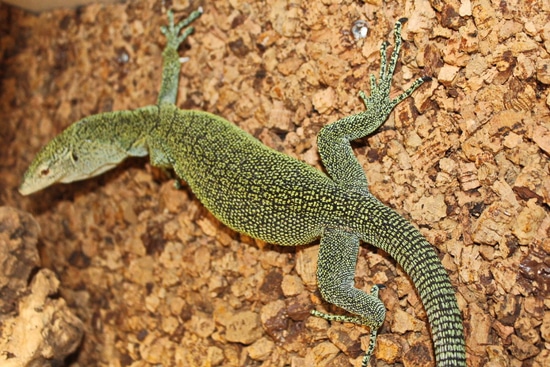 0,1 Varanus Kordensis Biak Tree Monitor by Boidenzucht Wolfgang Buchhorn