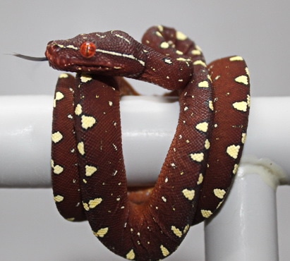 Pure Wamena Yellow Spot Melanistic Line Green Tree Python by ...