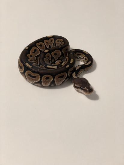 Black Pastel Het Ghost Ball Python by Constricted Exotics