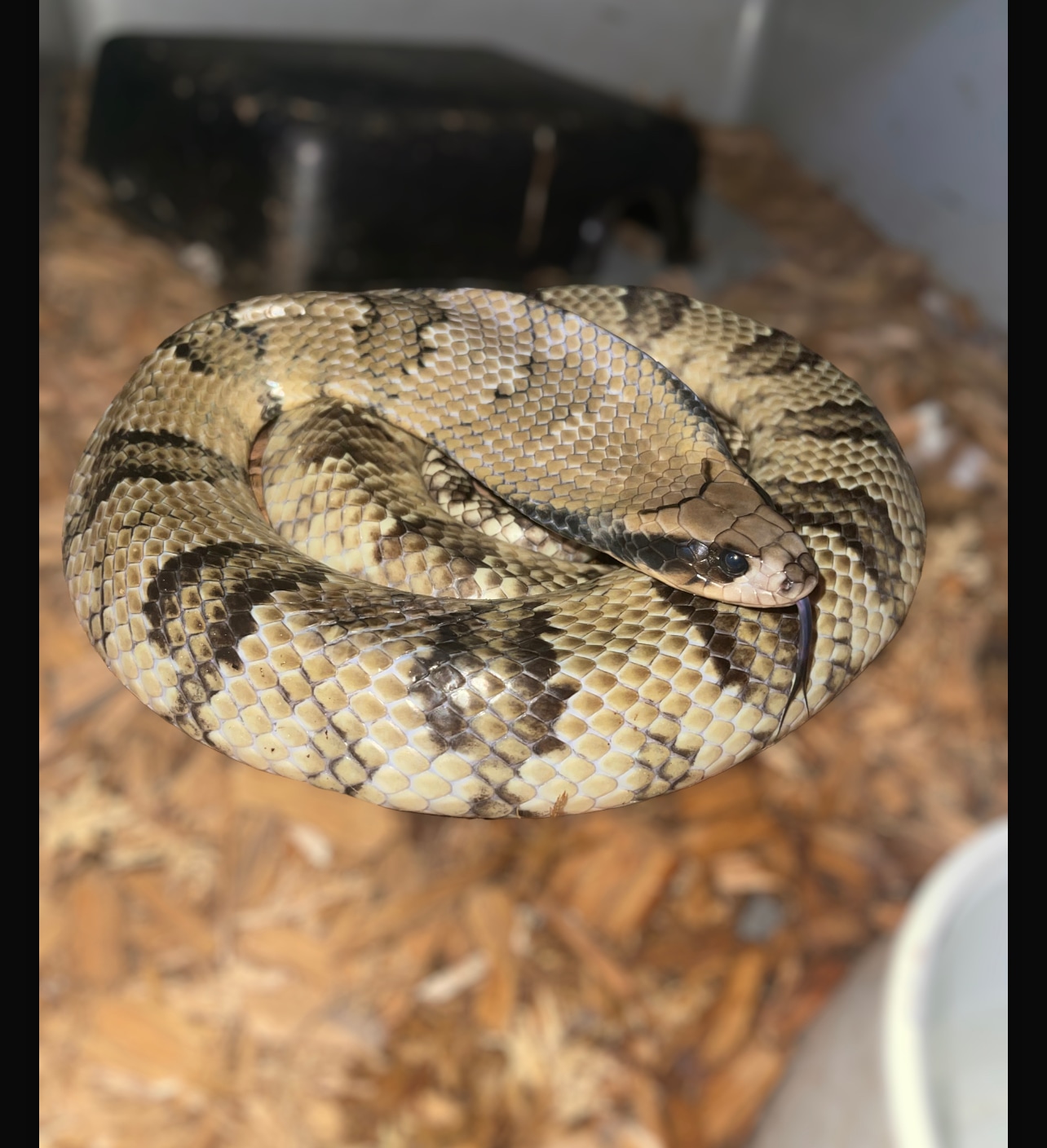Male Hypo False Water Cobra More Colubrid by Solano’s Serpents ...