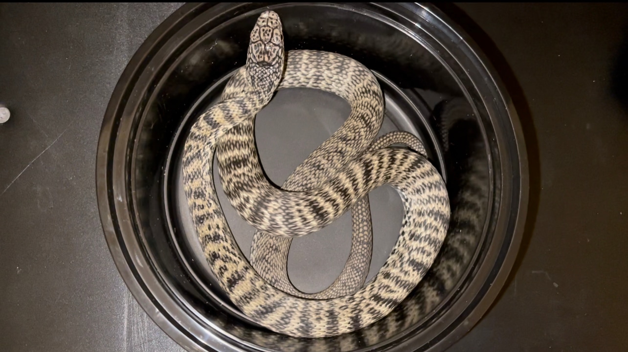 Cb 1.1 Elaphe Carinata Dequenensis Other Rat Snake by Solano’s Serpents ...