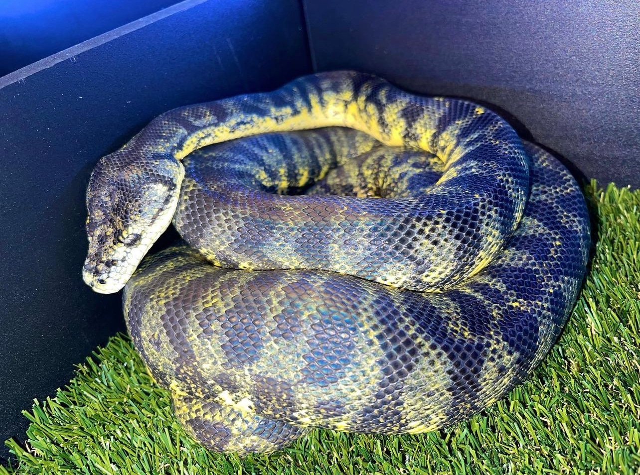 Carpondro Other Carpet Python by Solano’s Serpents - MorphMarket