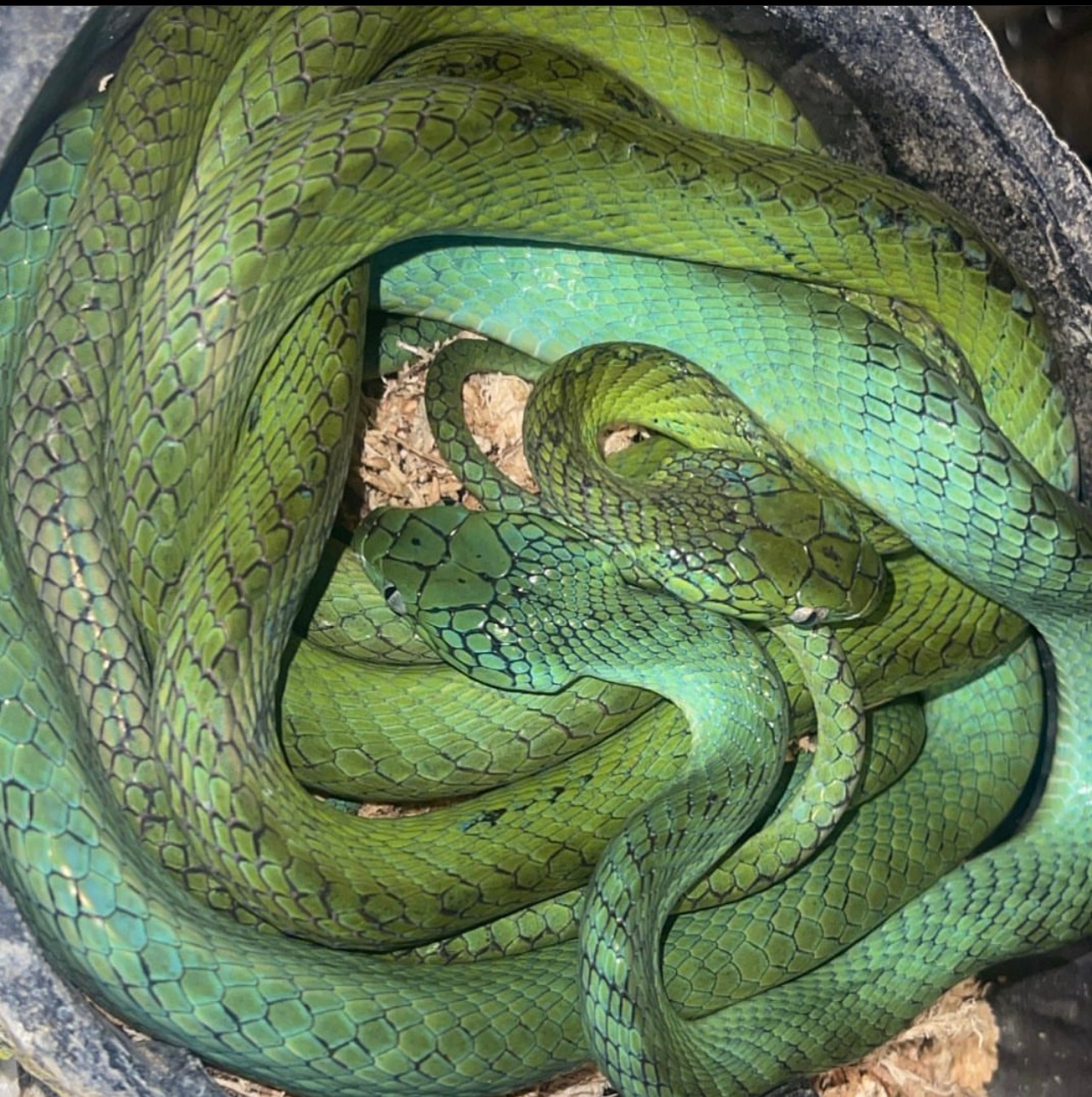 Ltc Green Cat Eyed Snakes Pair More Colubrid by Solano’s Serpents ...