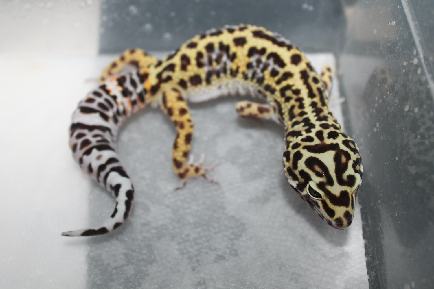 Bold Stripe Male Leopard Gecko by Bold And Striped Geckos - MorphMarket