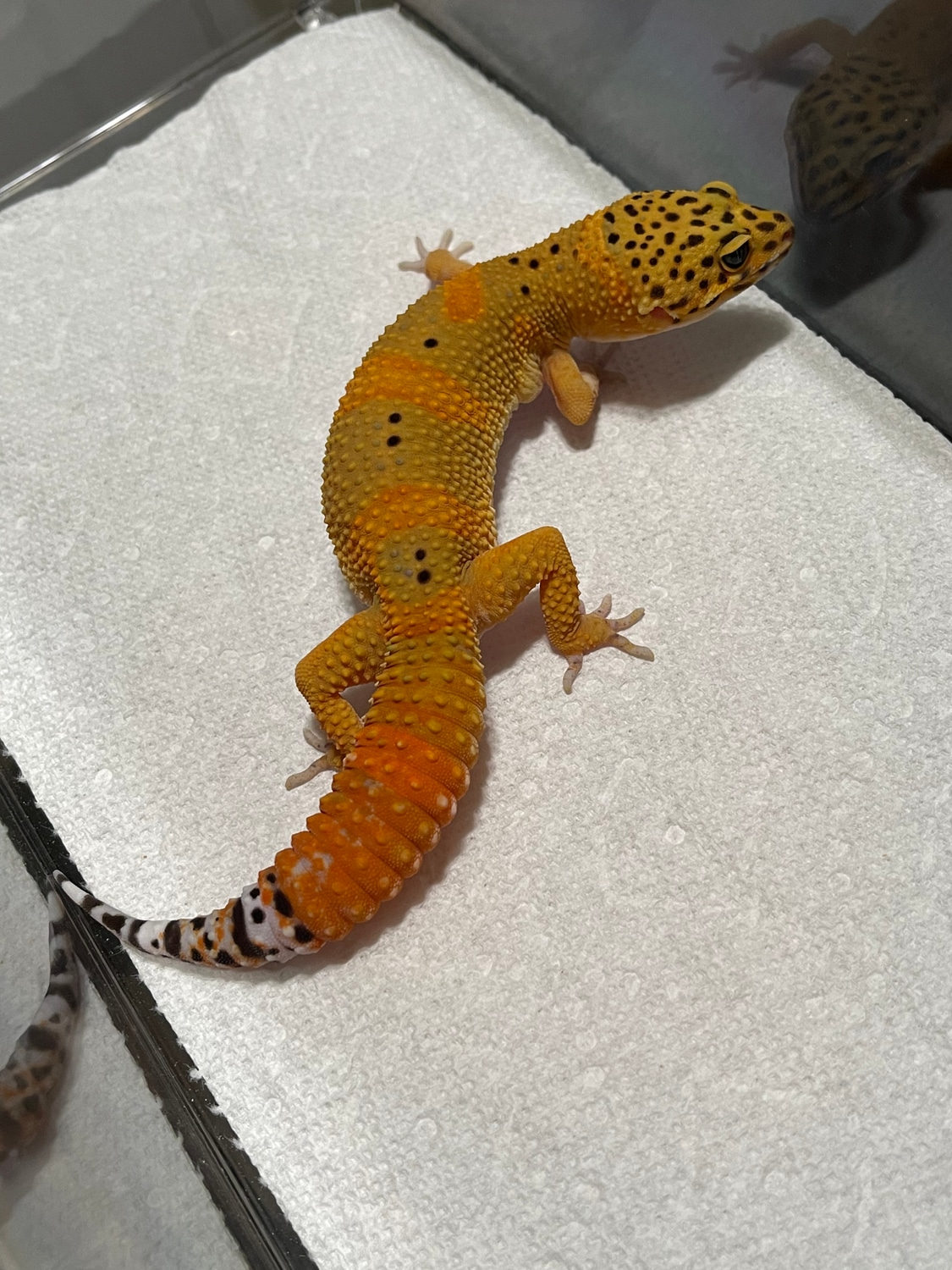 Blood Emerine Leopard Gecko by Bold And Striped Geckos - MorphMarket