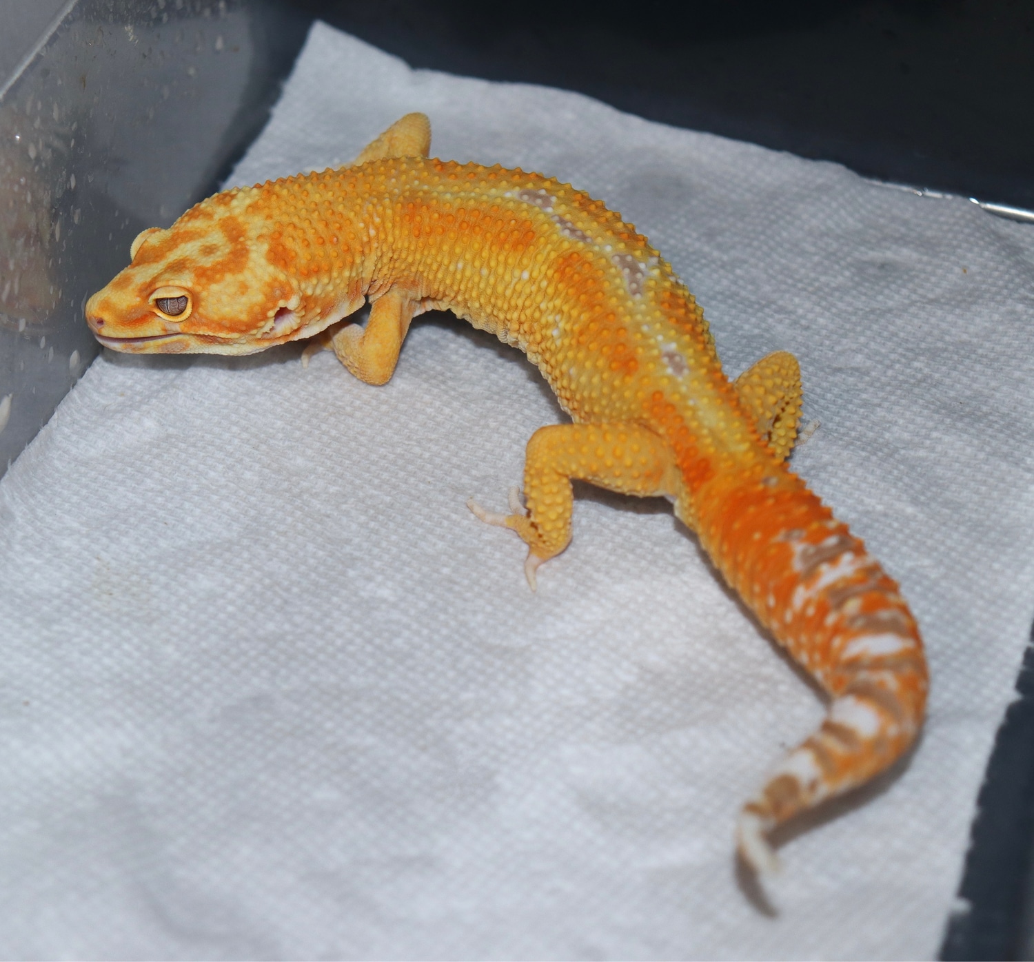 Emerine Tremper Leopard Gecko by Bold And Striped Geckos - MorphMarket