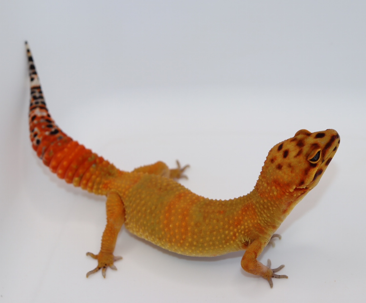 Blood Emerine Leopard Gecko by Bold And Striped Geckos - MorphMarket