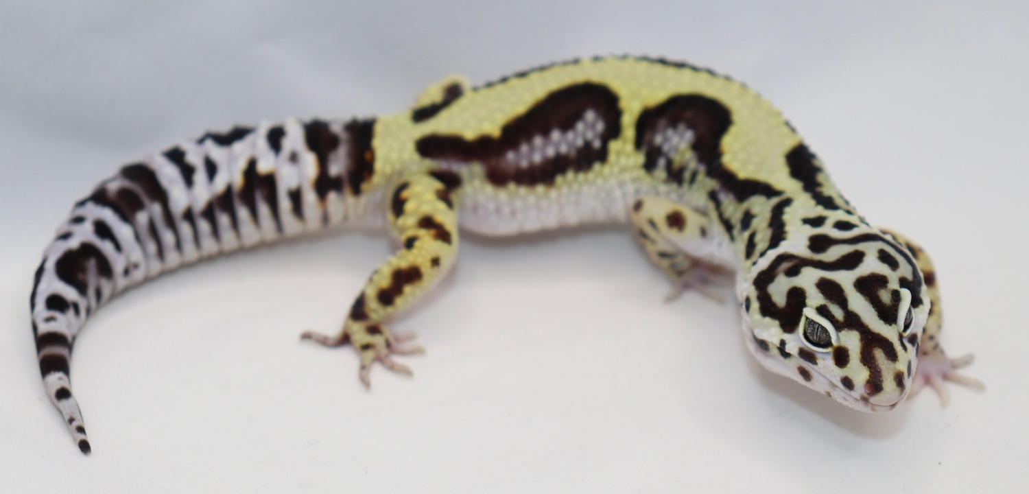 Lavender Bold Stripe Bandit Leopard Gecko by Bold And Striped Geckos ...