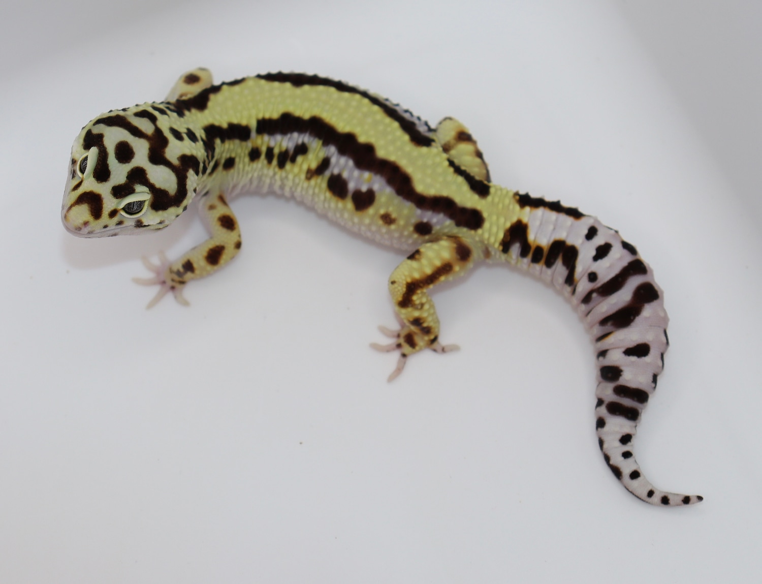 Bold Stripe Leopard Gecko by Bold And Striped Geckos - MorphMarket