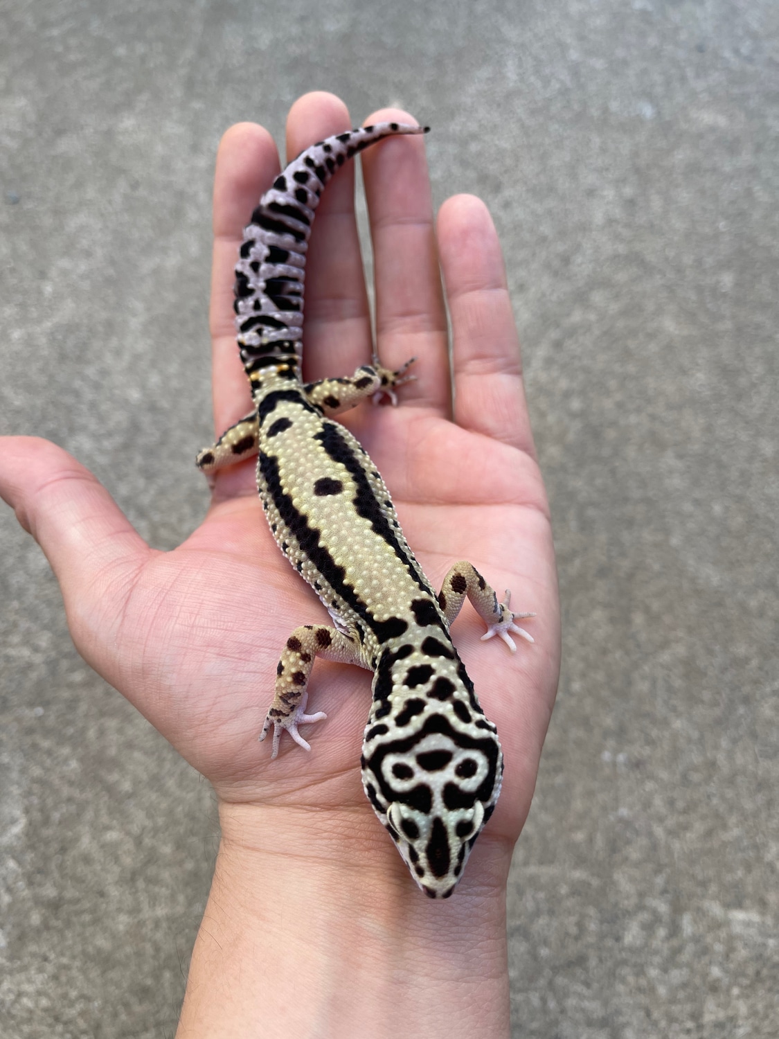 Bold Stripe Bandit Leopard Gecko by Bold And Striped Geckos - MorphMarket