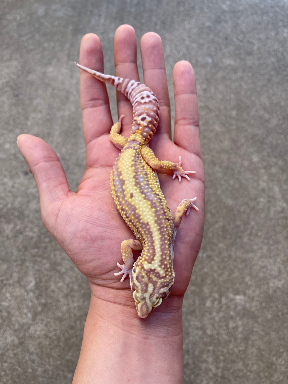 Bell Albino Leopard Gecko by Bold And Striped Geckos - MorphMarket