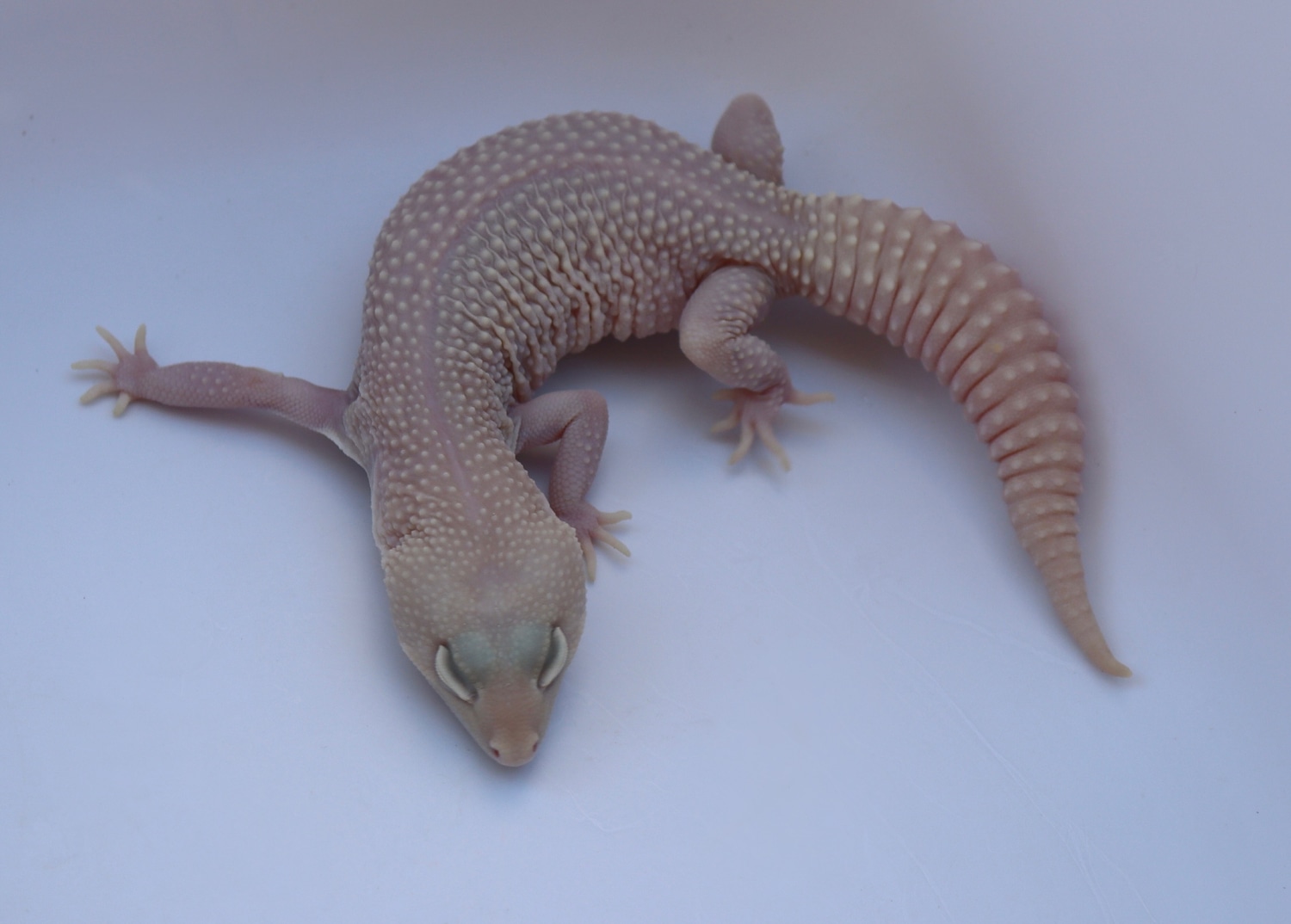 Snow Diablo Blanco Leopard Gecko by Bold And Striped Geckos - MorphMarket