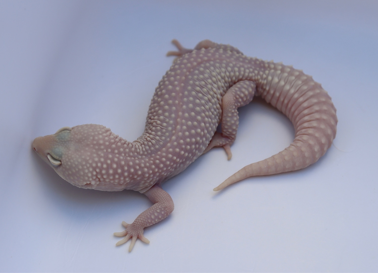 Snow Diablo Blanco Leopard Gecko by Bold And Striped Geckos - MorphMarket