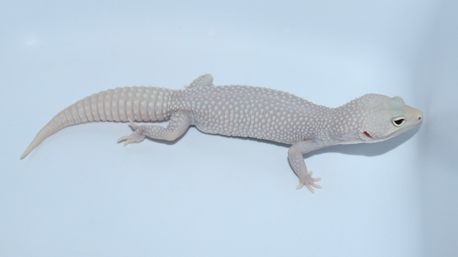 Snow Diablo Blanco Leopard Gecko by Bold And Striped Geckos - MorphMarket