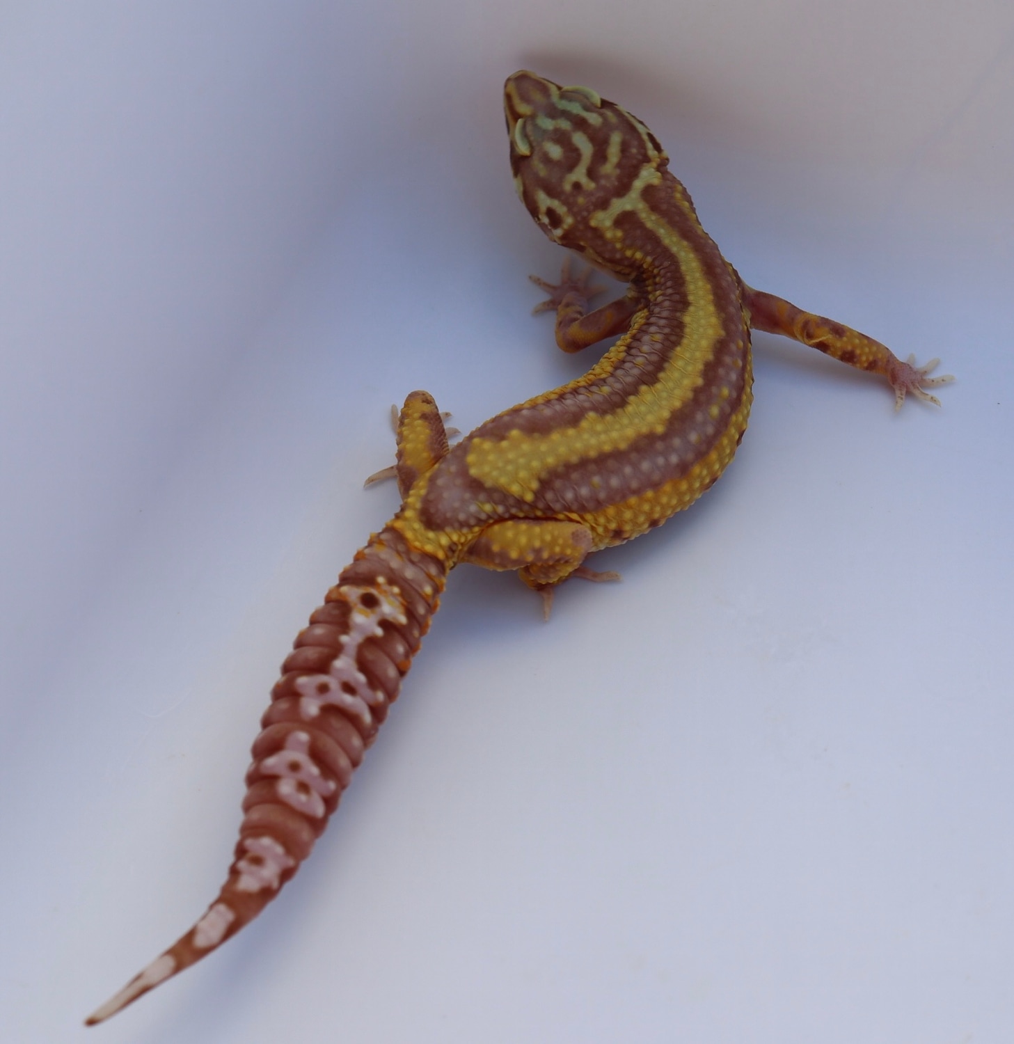 Bold Stripe Bell Leopard Gecko by Bold And Striped Geckos - MorphMarket