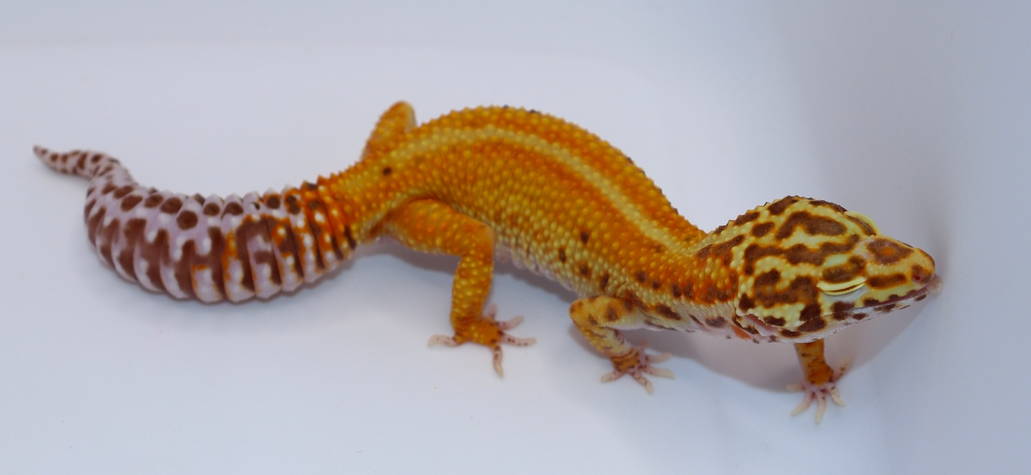 Red Stripe Bell Albino Leopard Gecko by Bold And Striped Geckos ...