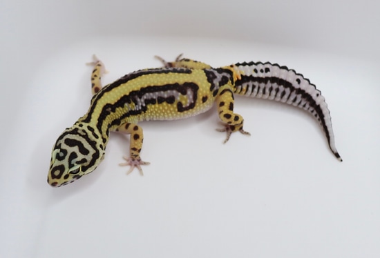 Halloween Mask Bold Stripe Leopard Gecko by Bold And Striped Geckos