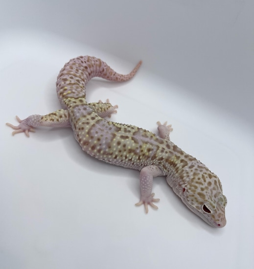 Snow Radar Leopard Gecko by Bold And Striped Geckos
