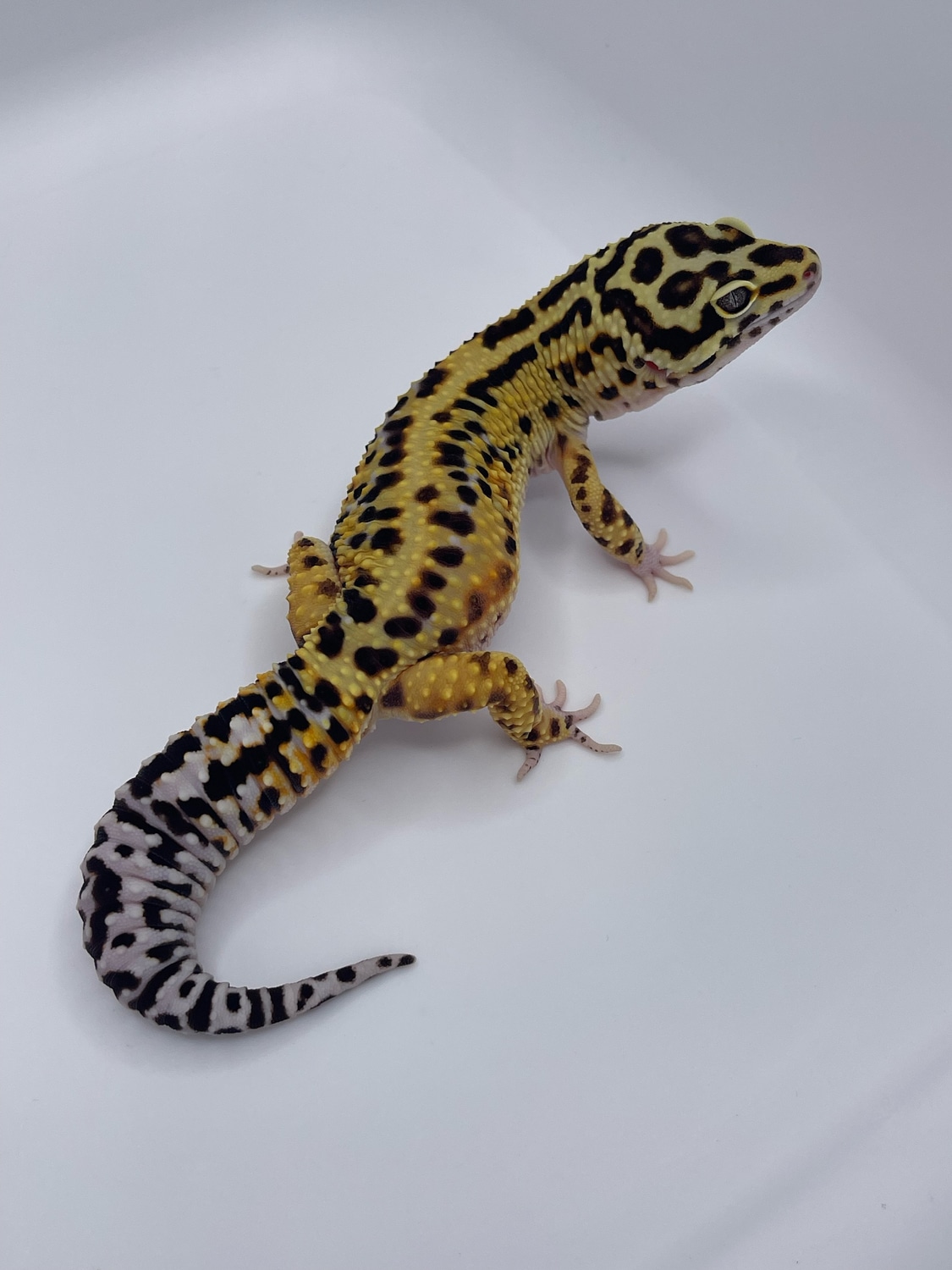 Halloween Mask Bold Cross Leopard Gecko by Bold And Striped Geckos ...