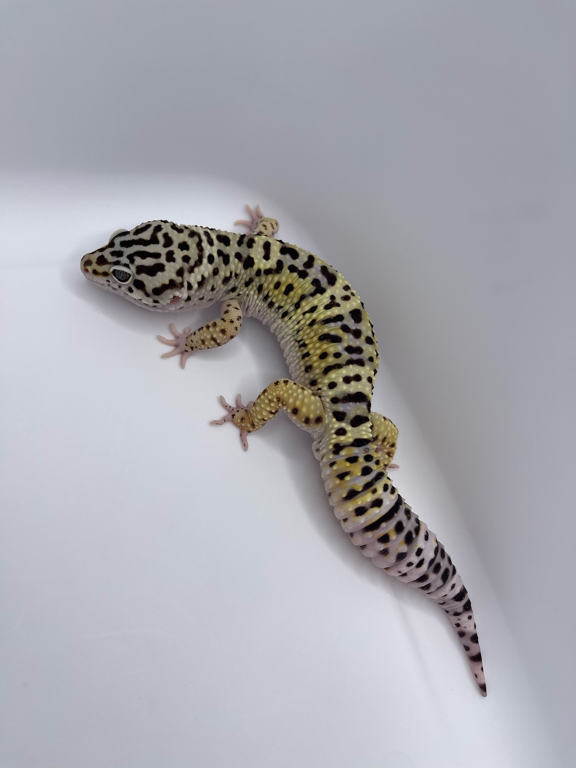 Gem Snow Cross Leopard Gecko by Bold And Striped Geckos - MorphMarket