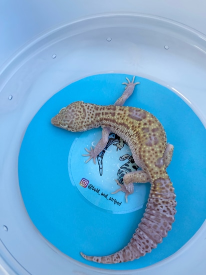 Snow Radar Leopard Gecko by Bold And Striped Geckos
