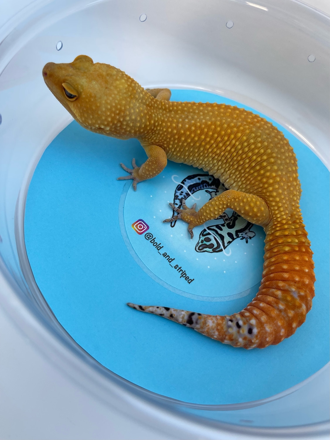 Mandarin Tangerine Cross Leopard Gecko by Bold And Striped Geckos ...