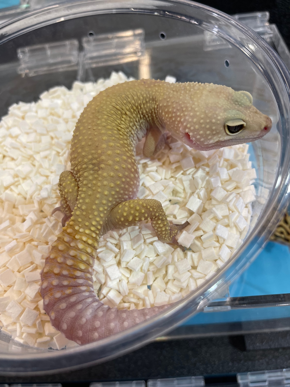 Murphy Patternless Leopard Gecko by Bold And Striped Geckos - MorphMarket