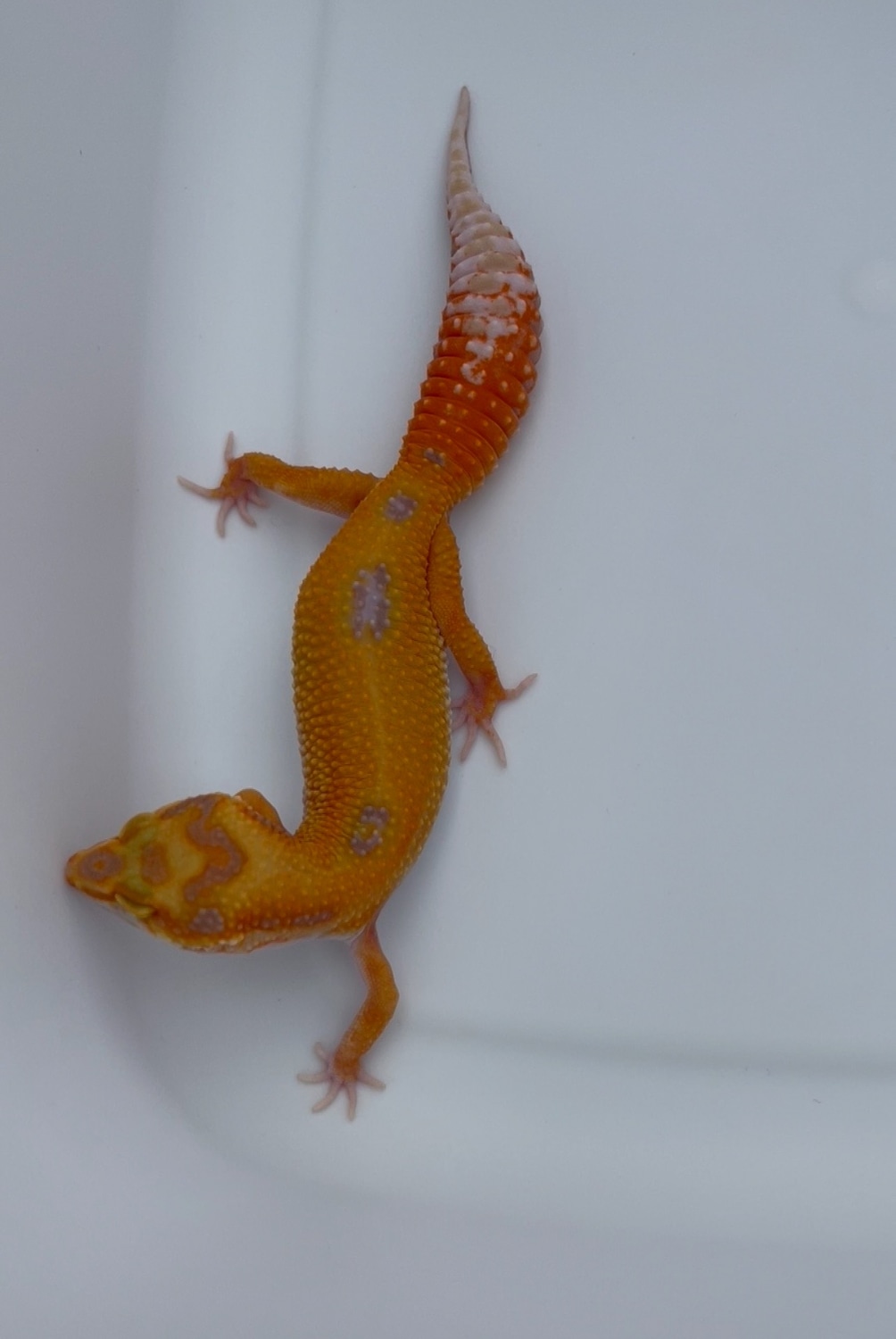 Tangerine Tremper Leopard Gecko by Bold And Striped Geckos - MorphMarket