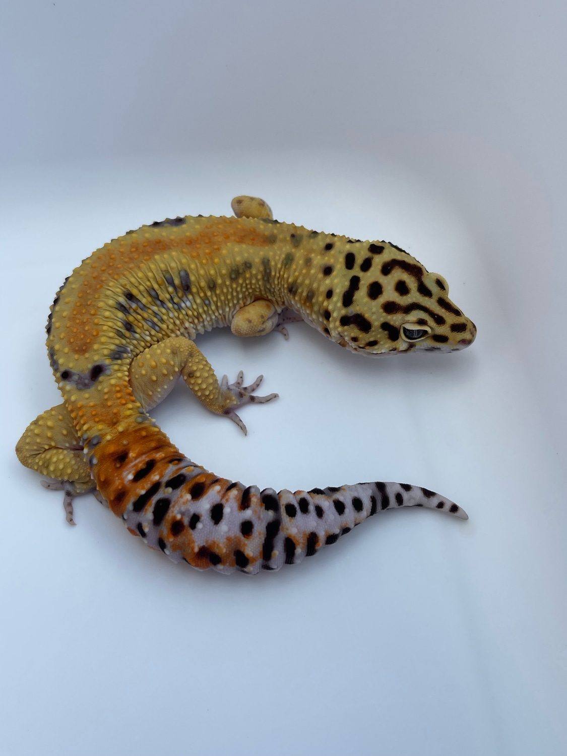 Clown Tangerine Leopard Gecko by Bold And Striped Geckos - MorphMarket
