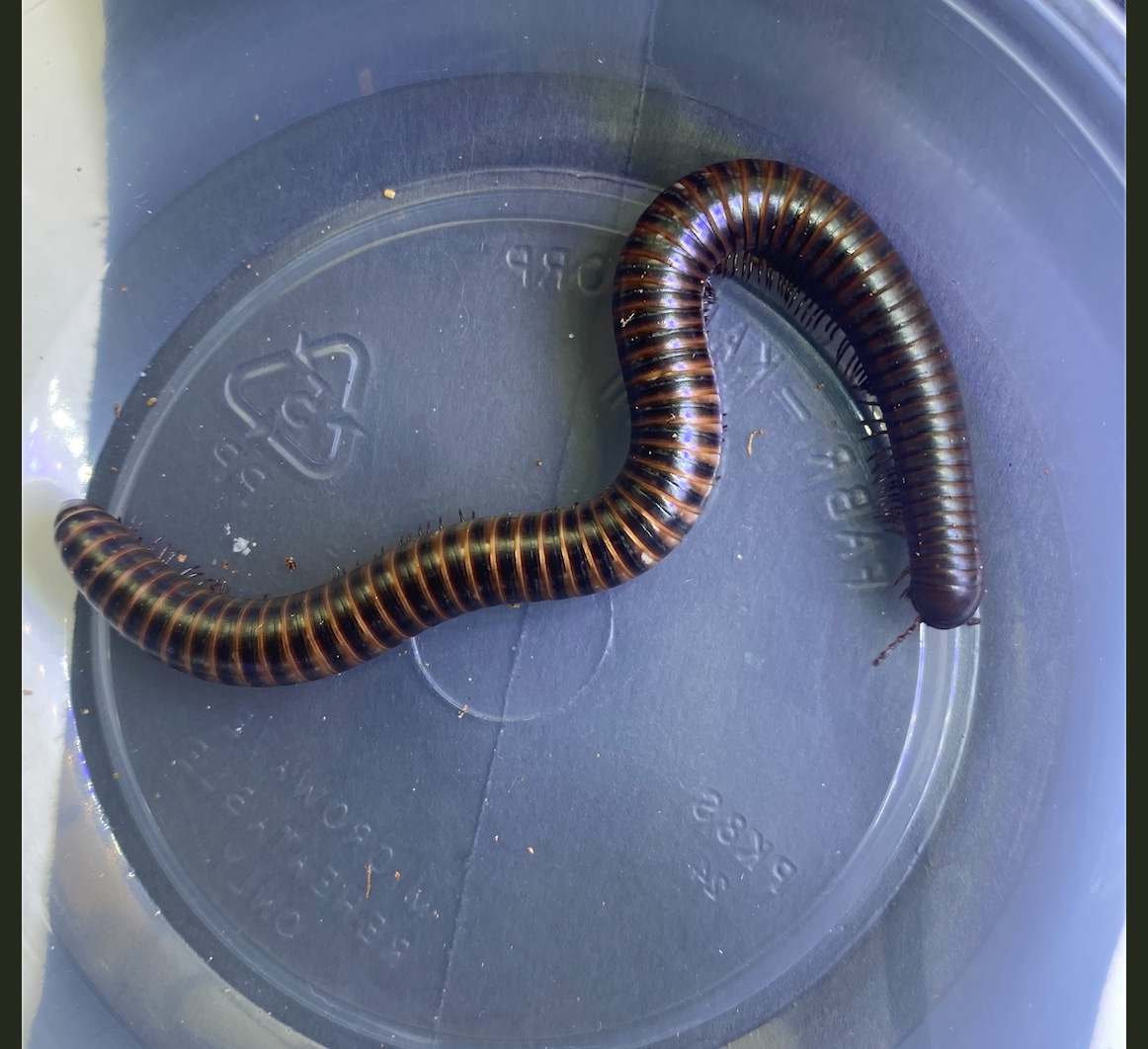 Desert Millepede Millipede by Boltzmann Laboratories - MorphMarket