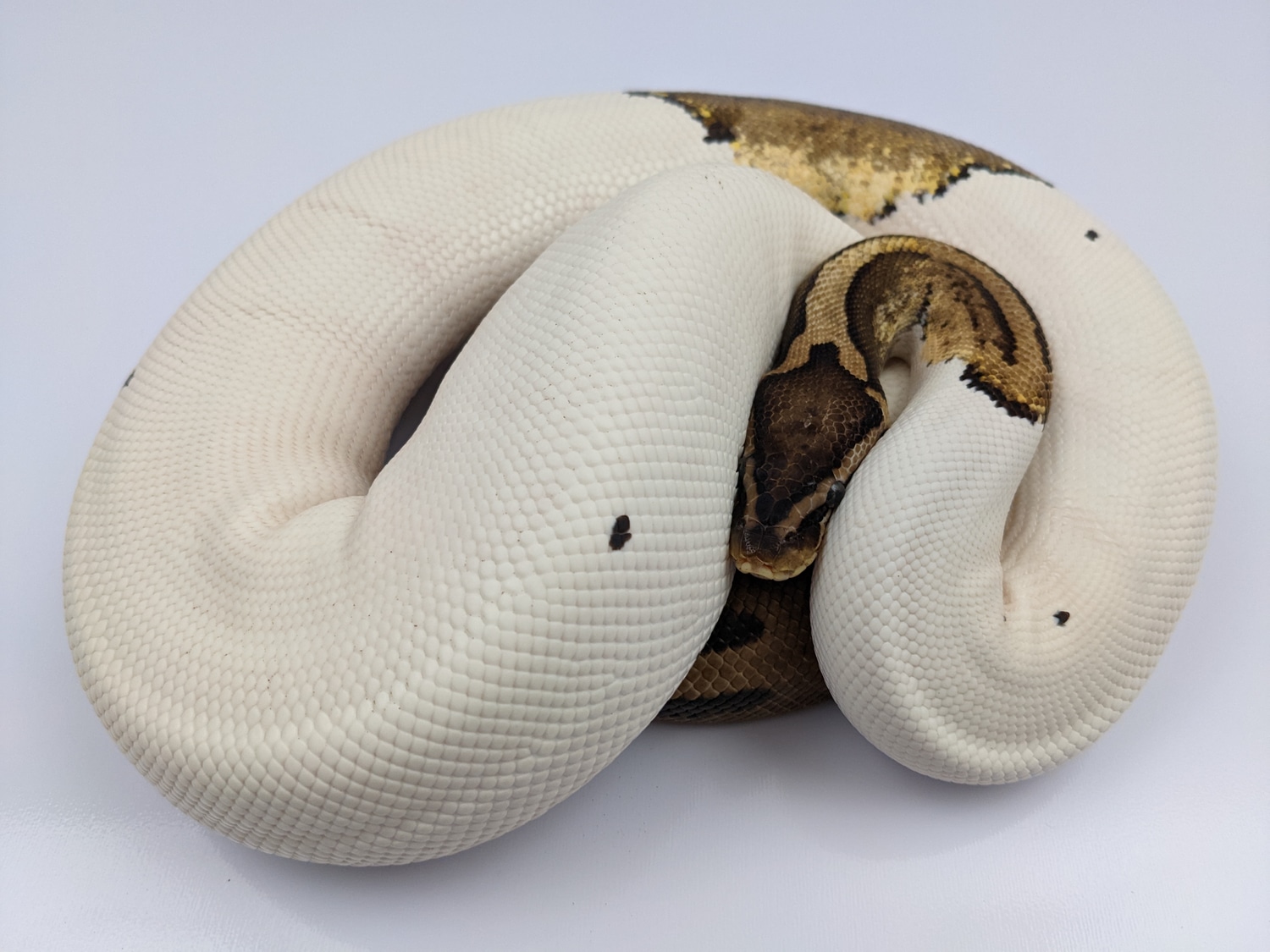 18 Pastel Pied Proven Breeder Ball Python by Bomb City Balls - MorphMarket
