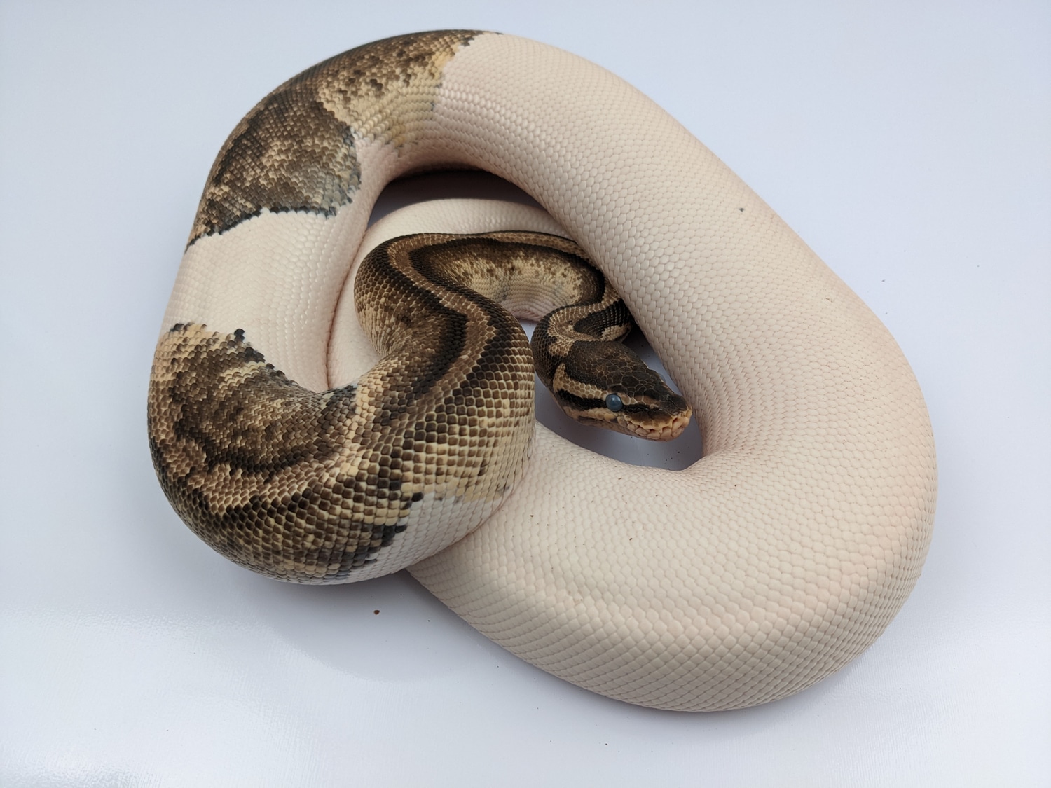 18 Pastel Pied Proven Breeder Ball Python by Bomb City Balls - MorphMarket