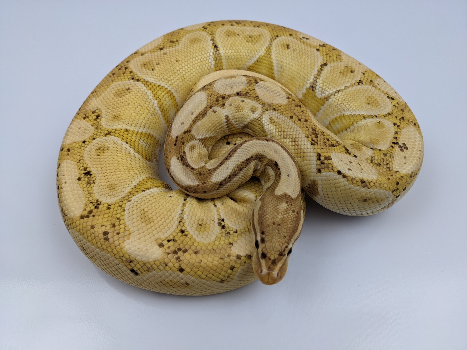 18 Banana Proven Breeder Ball Python by Bomb City Balls - MorphMarket