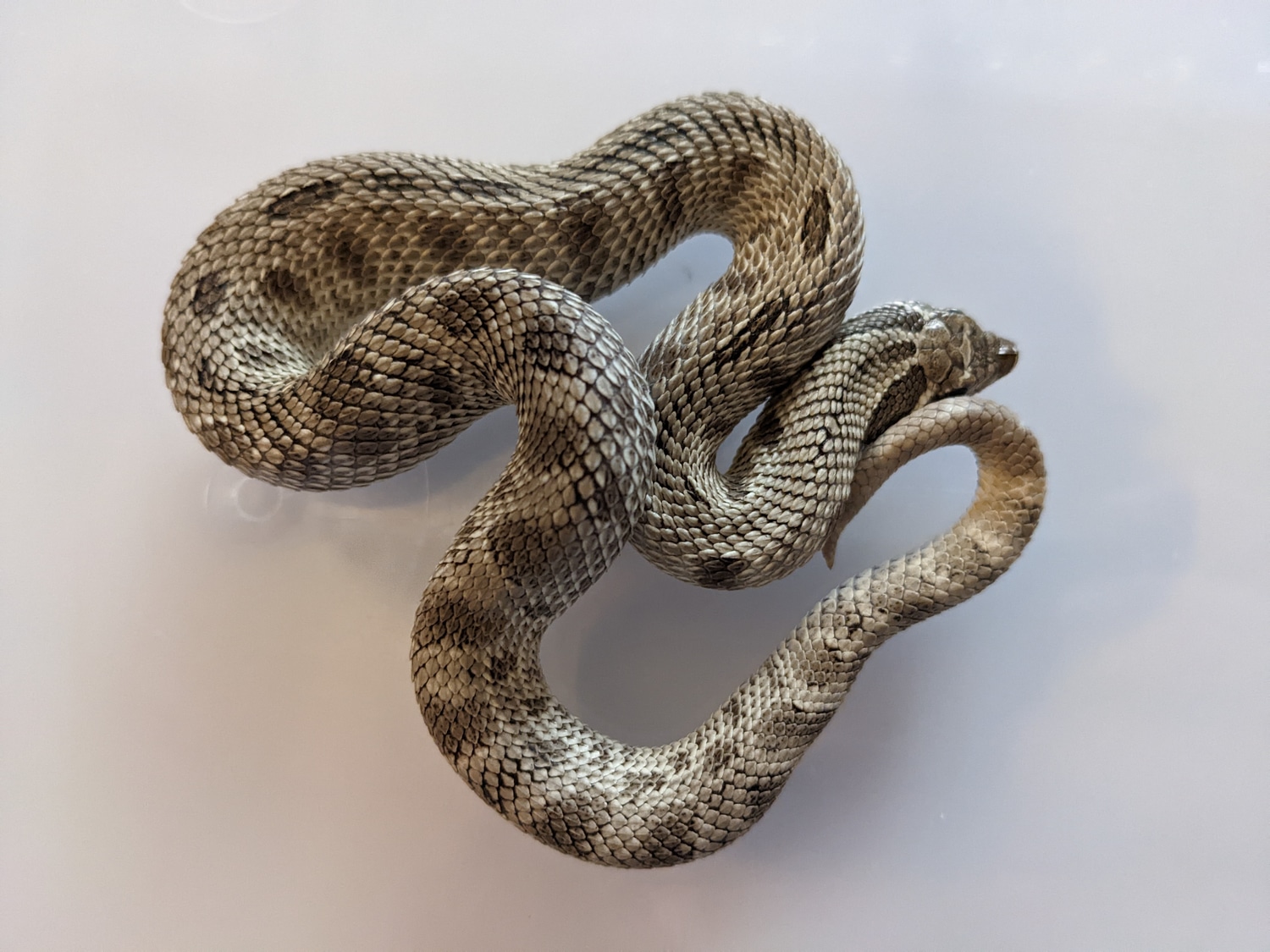 Axanthic Anaconda DH Toxic Snow Western Hognose by Bomb City Balls ...