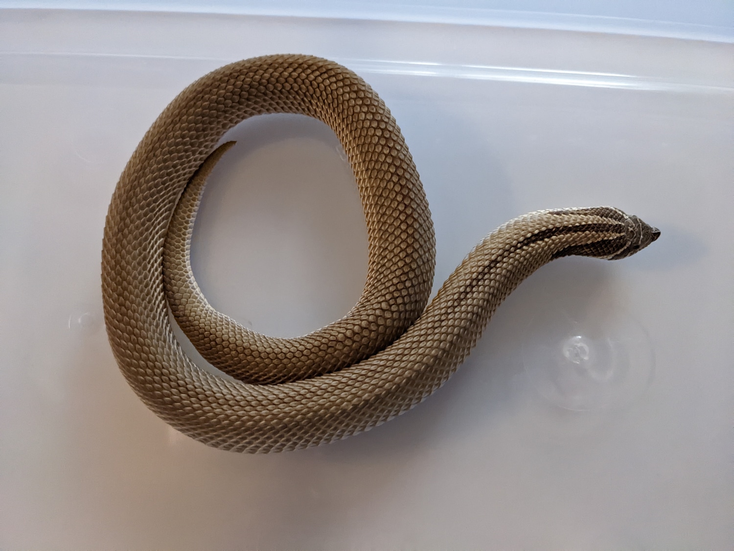 Super Conda TH Albino Axanthic Toffee Western Hognose by Bomb City ...