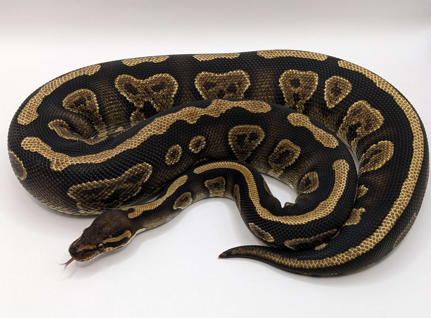 Stranger Ball Python by Bomb City Balls - MorphMarket