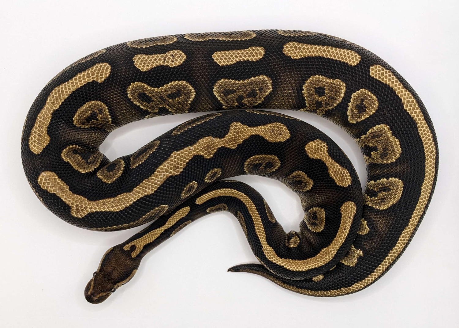 Stranger Ball Python by Bomb City Balls - MorphMarket