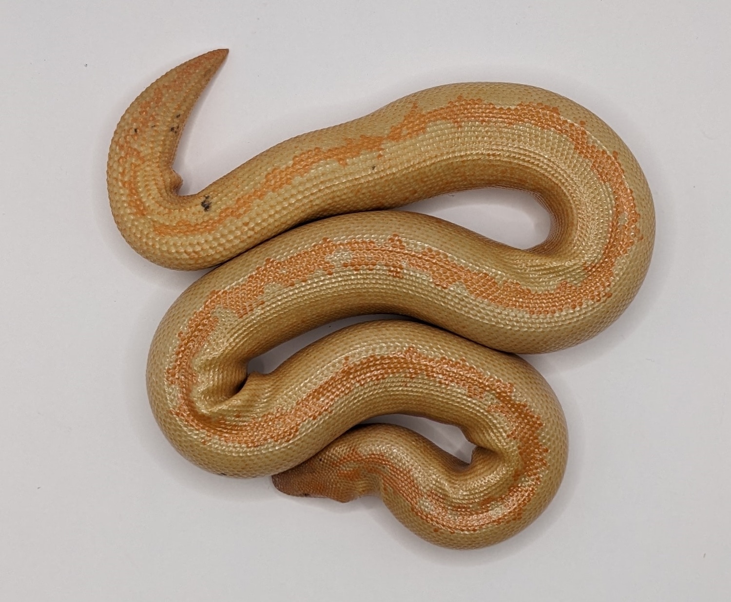 Female Stripe Albino Paradox Het Anery - Free Shipping Kenyan Sand Boa ...