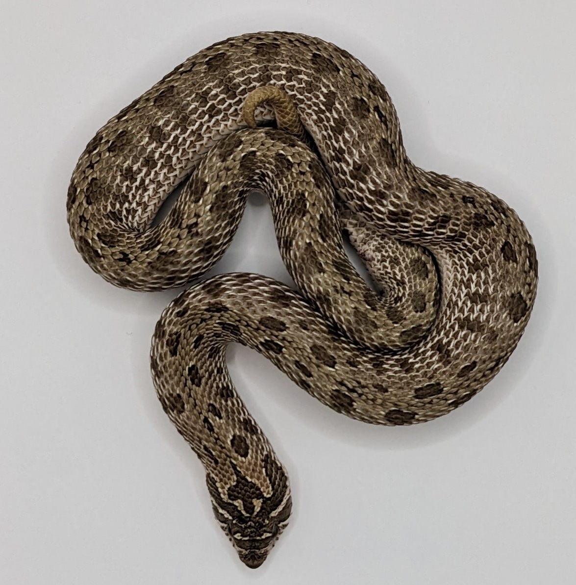 Sub-Adult Female Arctic Anaconda DH Albino Axanthic - Free Shipping ...