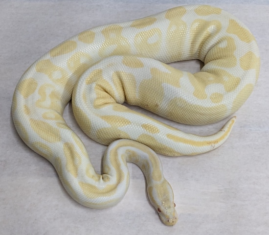 2620g PB Female Albino - Free Shipping Ball Python by Bomb City Balls