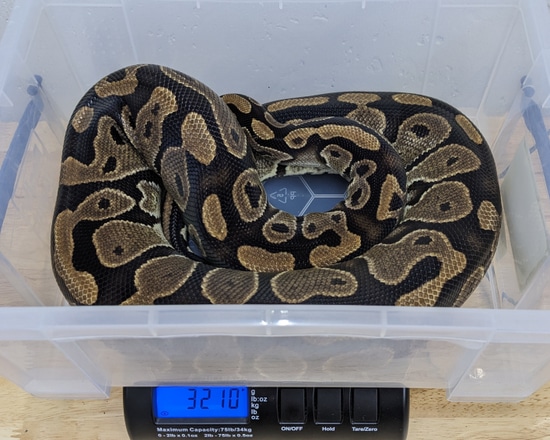 3210 Gram Het Dreamsicle - Proven Breeder - Free Shipping Ball Python ...