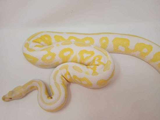 4000 Gram - Albino Cinnamon - Proven Breeder Ball Python by Bomb City Balls