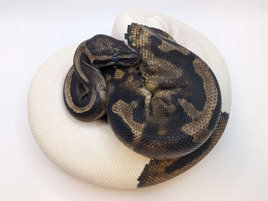 18 Female Pied - Proven Breeder - Free Shipping Ball Python by Bomb ...