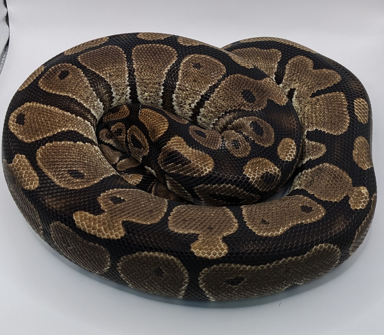 18F Het Pied - Proven Breeder - Free Shipping Ball Python by Bomb City ...