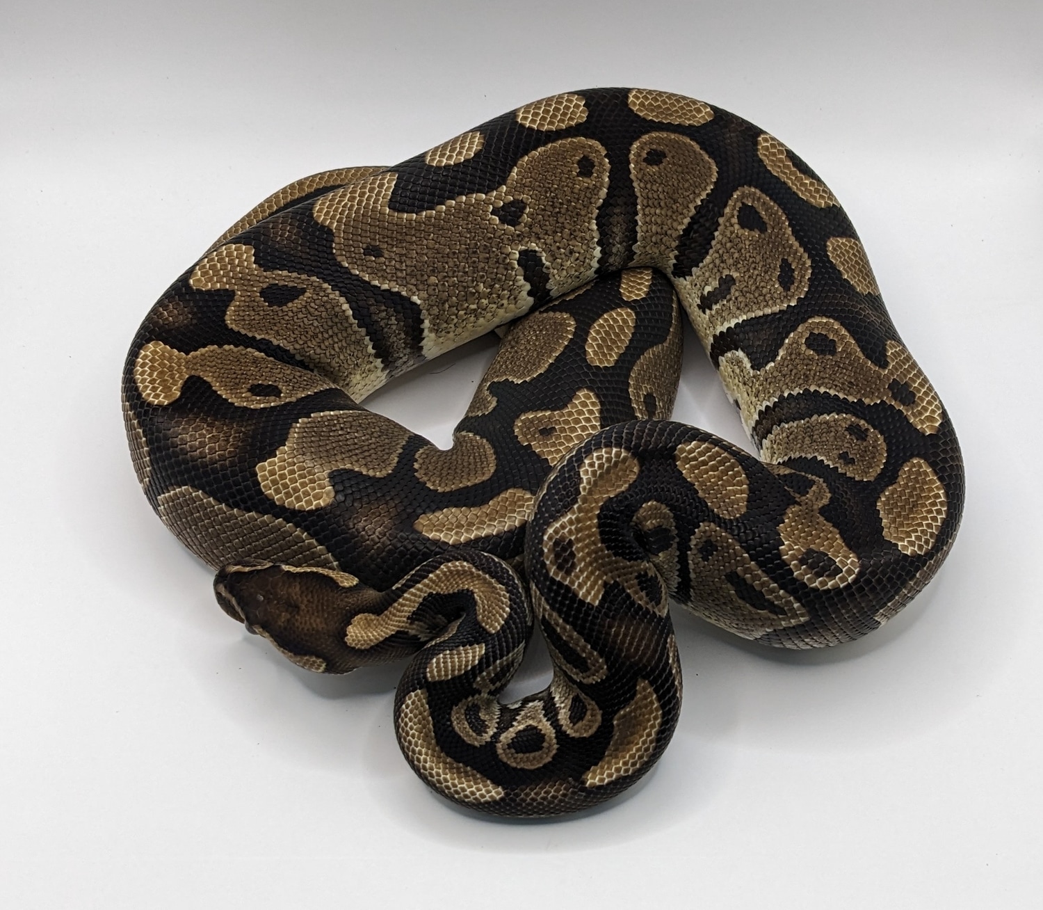 19 Female Het Pied - Proven Breeder - Free Shipping Ball Python by Bomb ...